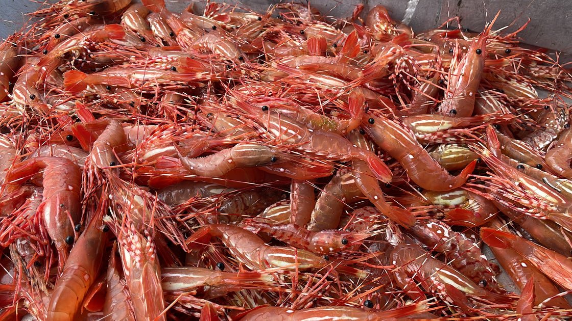 Storing Fresh BC Spot Prawns in Your Fridge