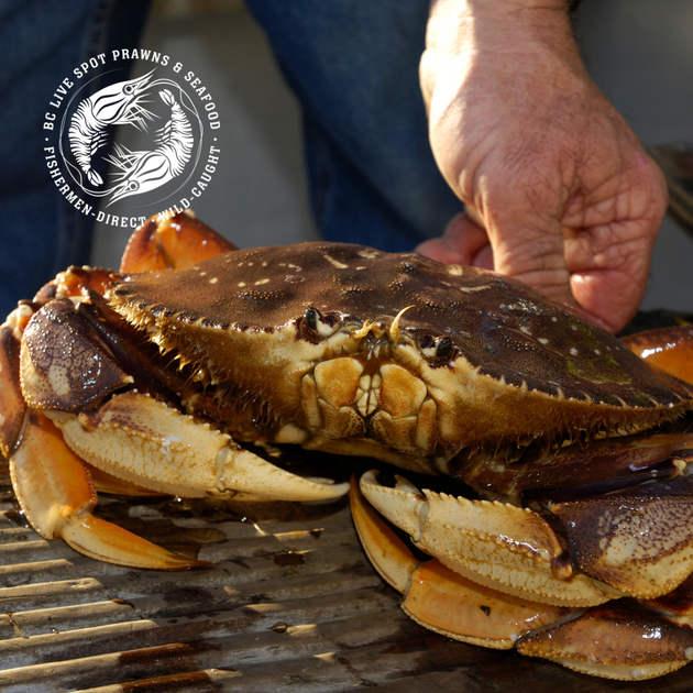 Wild Caught Crab