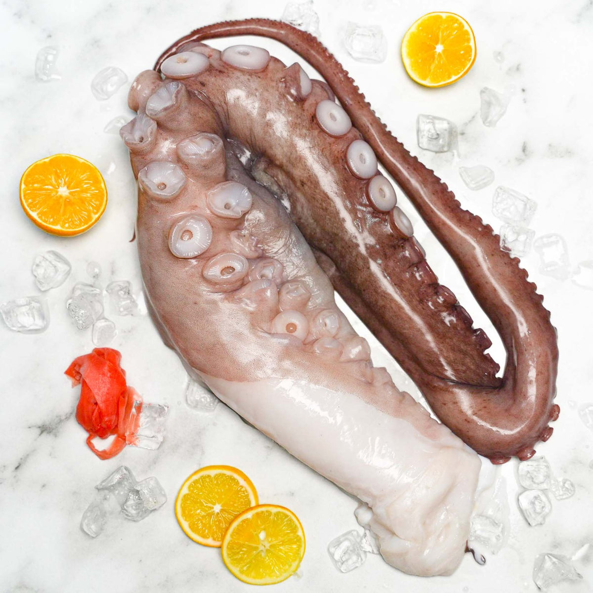 Wild Frozen Octopus Online | BC Live Spot Prawns & Seafood